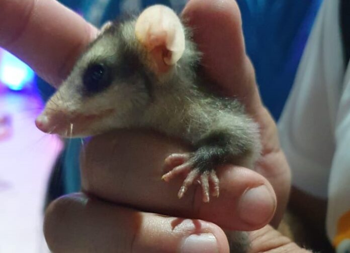 Si veis un rabipelado no lo matéis