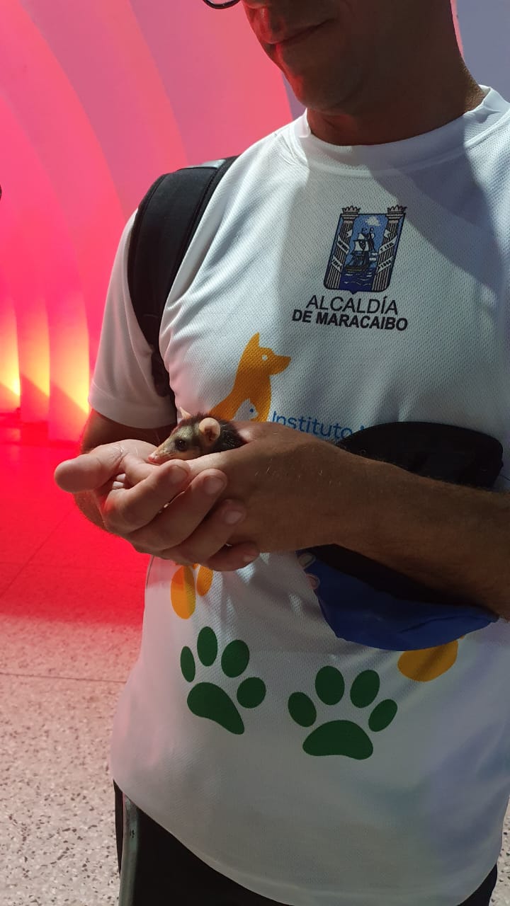 Si veis un rabipelado no lo matéis