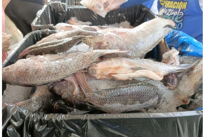 Ministerio de Pesca realiza Mega Feria del Cardumen en Maracaibo