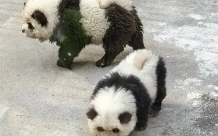 Zoológico chino pintó perros chow chow para hacer creer que eran osos ...