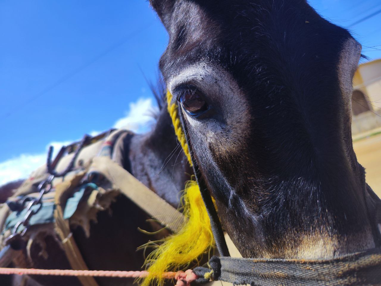 Burros bajo la mirada amorosa de Laura Fernández: María, Negro Calvin y ...